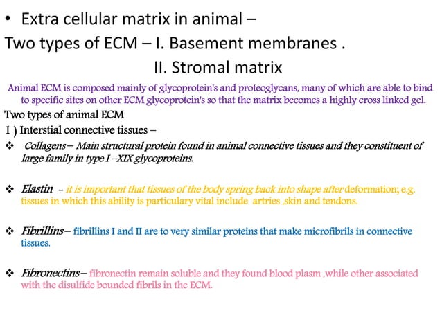 Ribosomes and extra cellular matrix | PPTX | Biological Sciences | Science