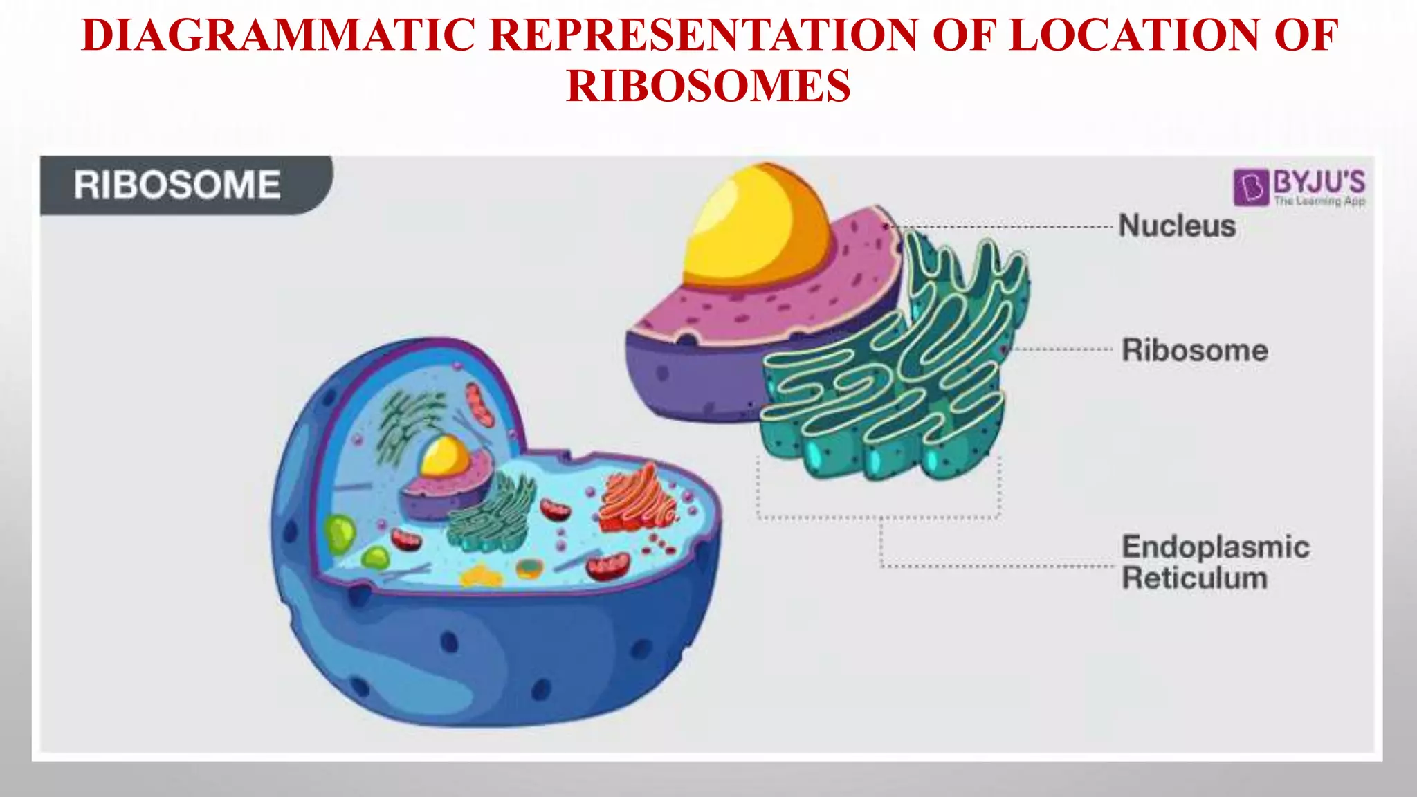Ribosomes by kajal.pptx