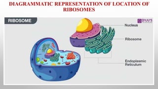 Ribosomes by kajal.pptx