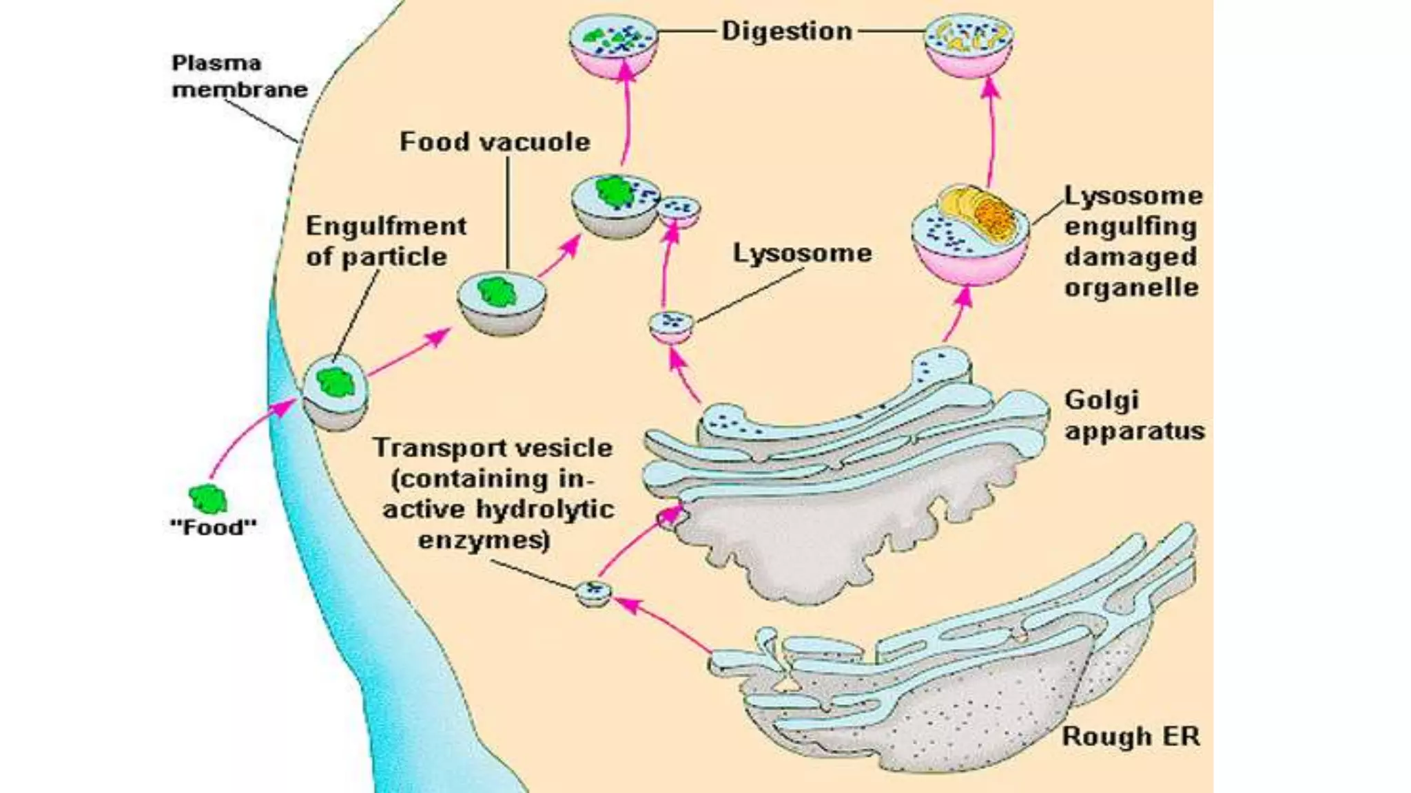 Ribosomes, golgi apparatus, lysosomes | PPTX