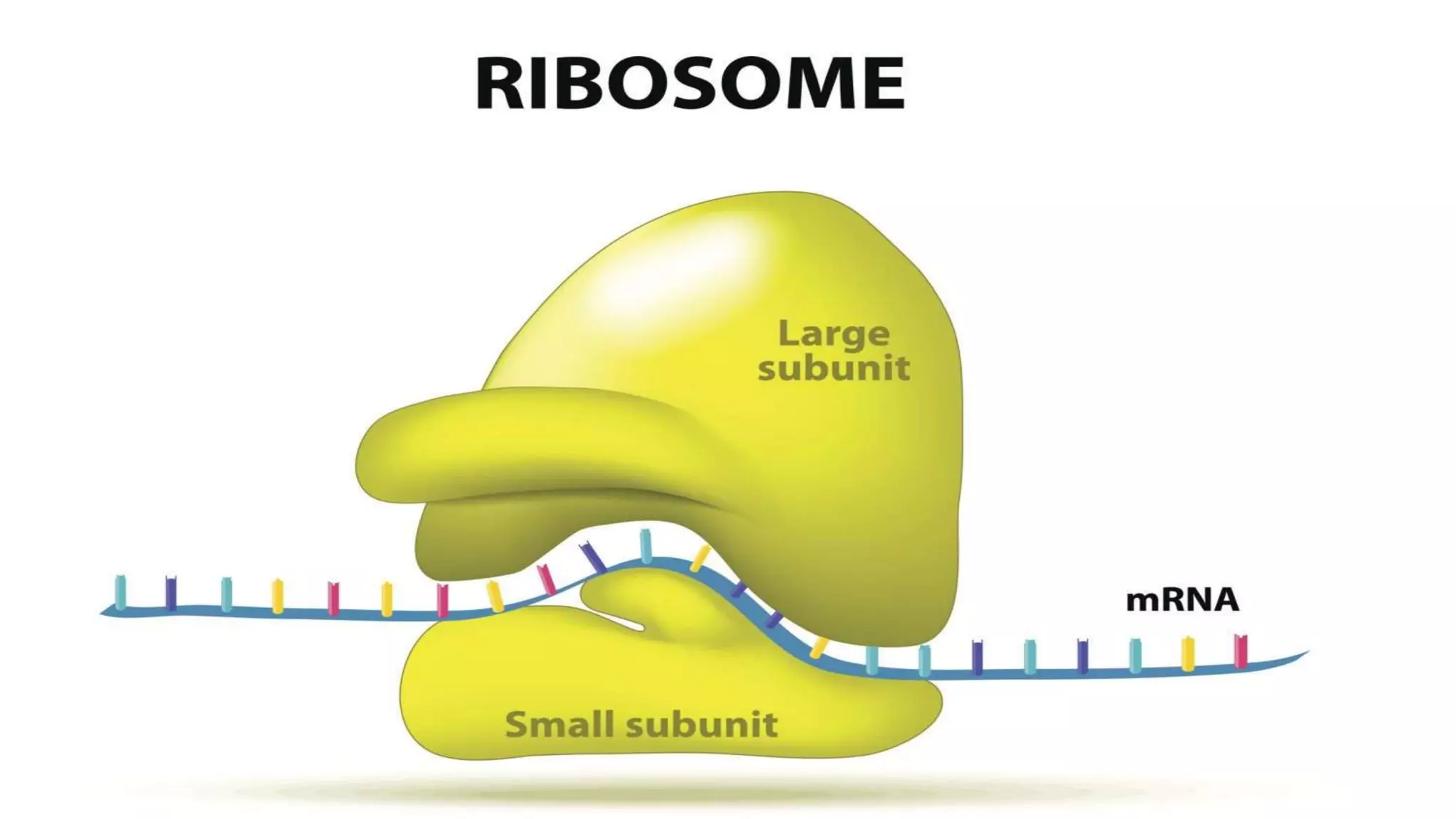 Ribosomes, golgi apparatus, lysosomes | PPTX