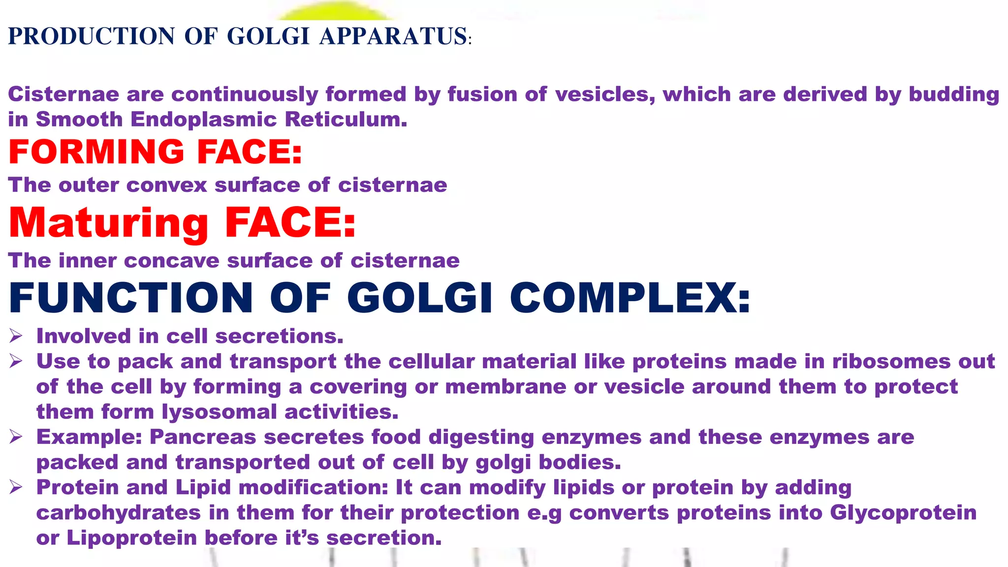 Ribosomes, golgi apparatus, lysosomes | PPTX