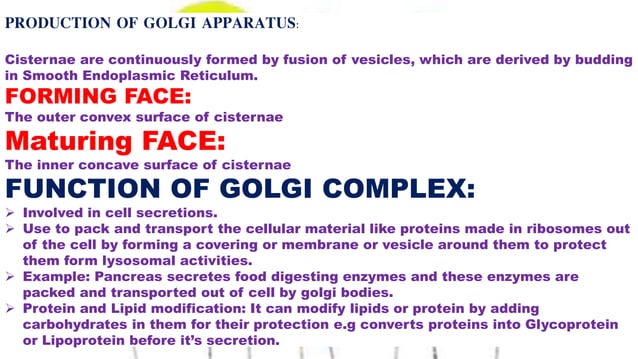 Ribosomes, golgi apparatus, lysosomes | PPTX