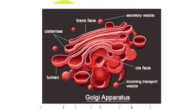 Ribosomes, golgi apparatus, lysosomes | PPTX