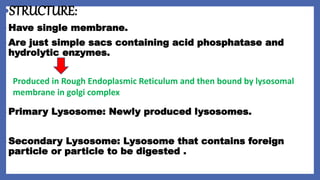 Ribosomes, golgi apparatus, lysosomes | PPTX