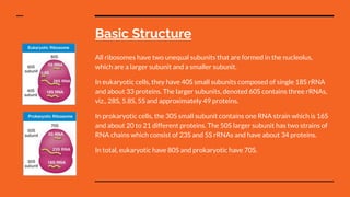 Ribosomes Group Presentation PSP1 2021/22 | PPT