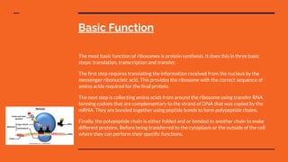 Ribosomes Group Presentation PSP1 2021/22 | PPT