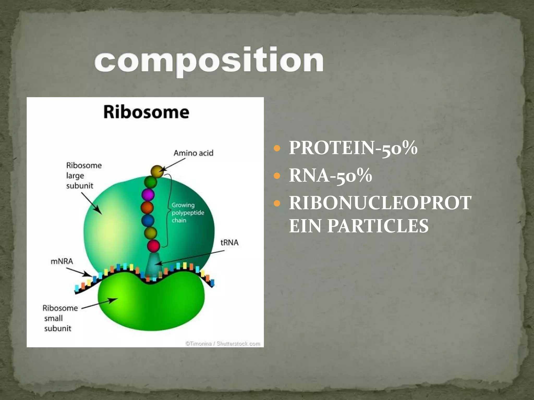 RIBOSOMES Riya Sharma.pptx