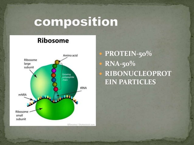 RIBOSOMES Riya Sharma.pptx