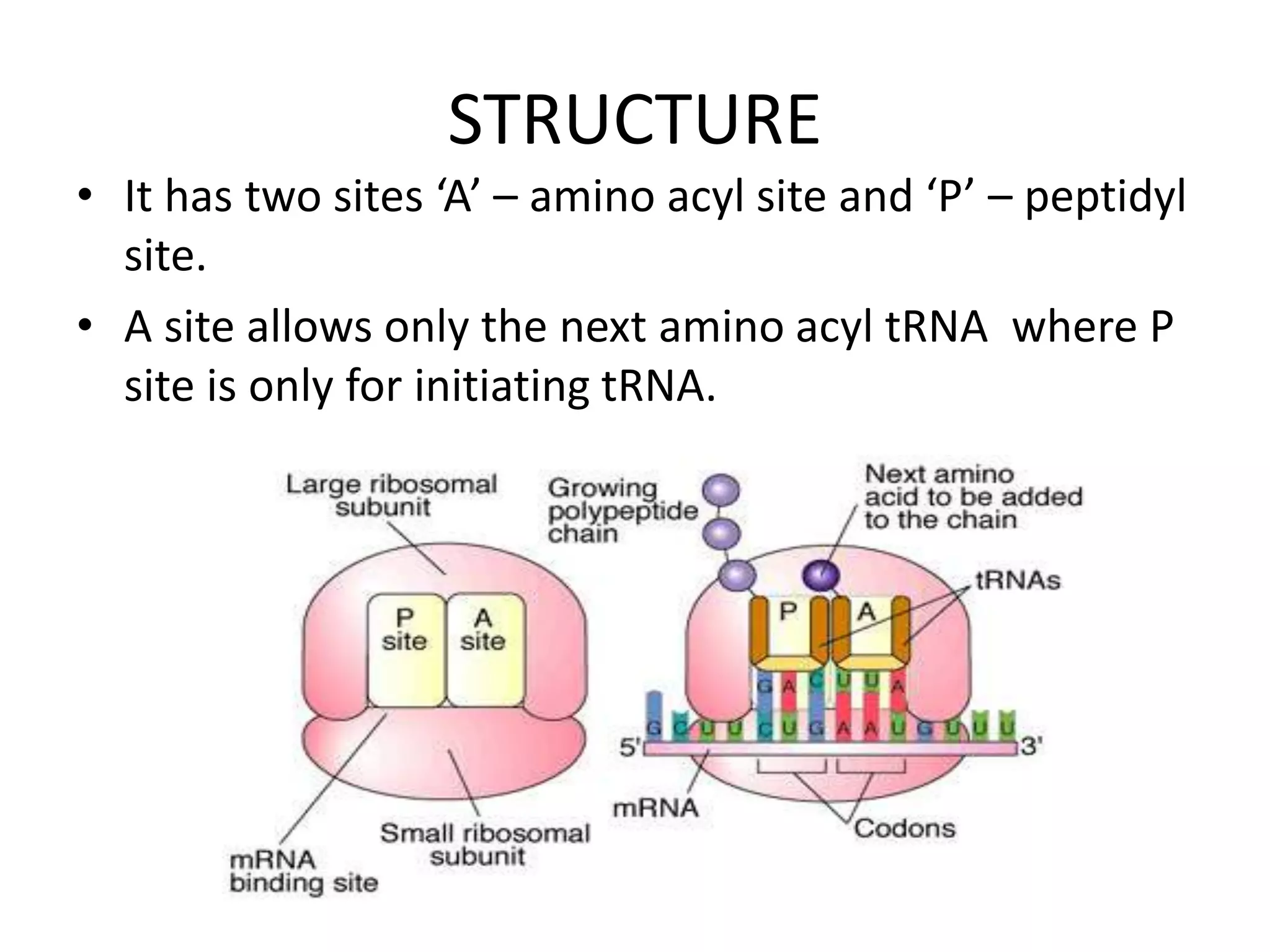 ribosomes, tRNA.pptx