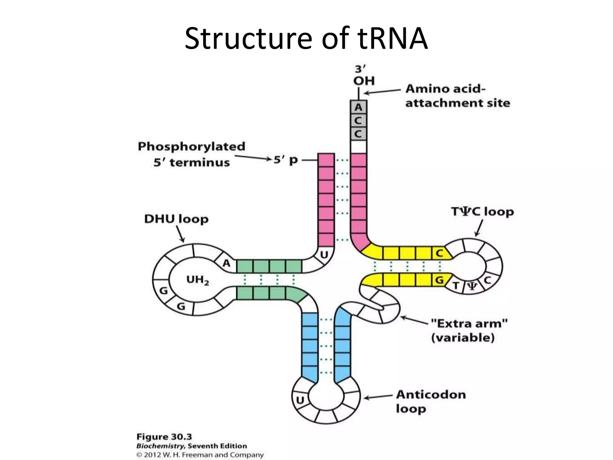 ribosomes, tRNA.pptx