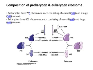 ribosomes, tRNA.pptx