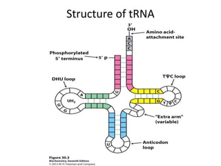 ribosomes, tRNA.pptx