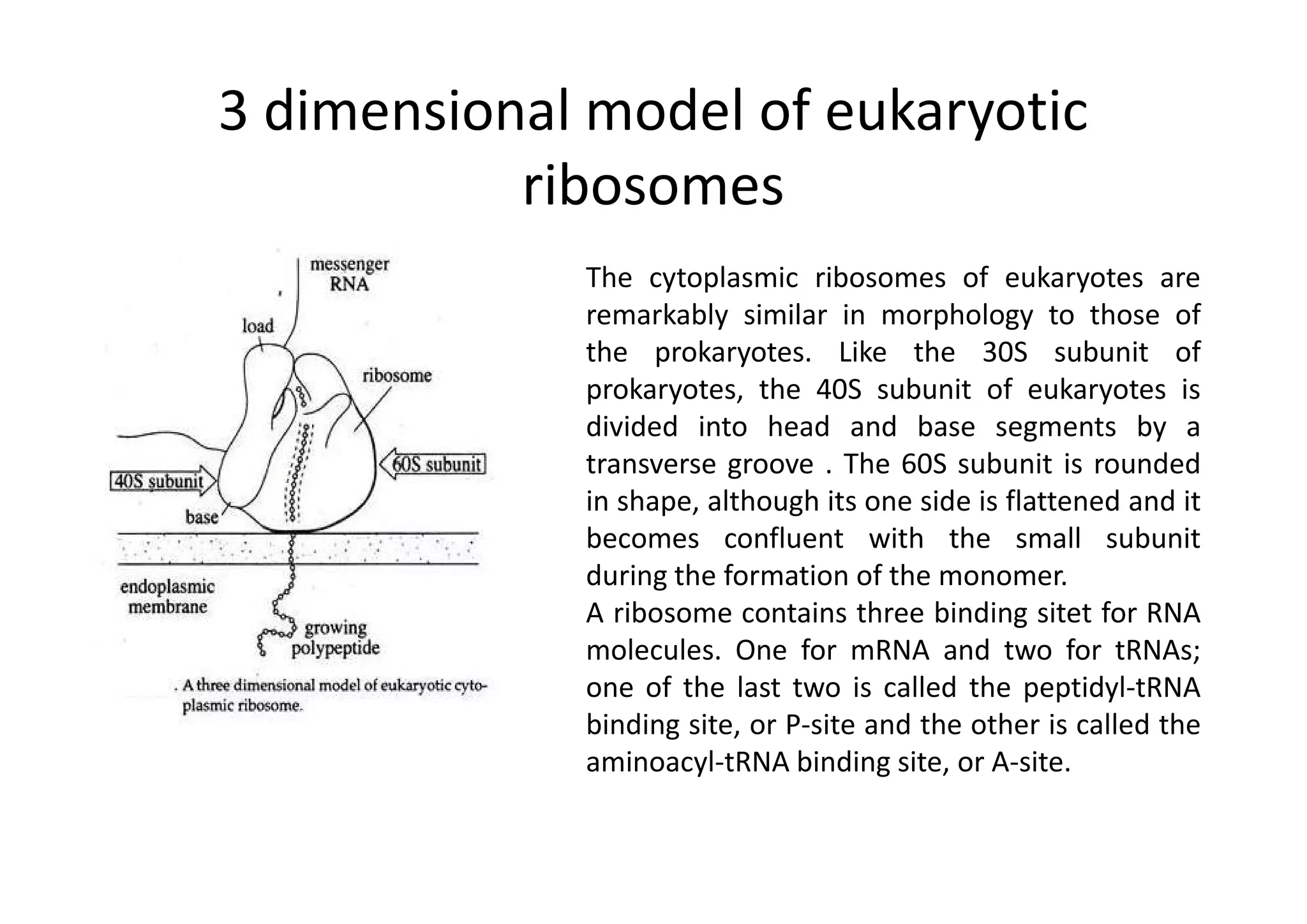 Ribosome structure and assembly | PDF