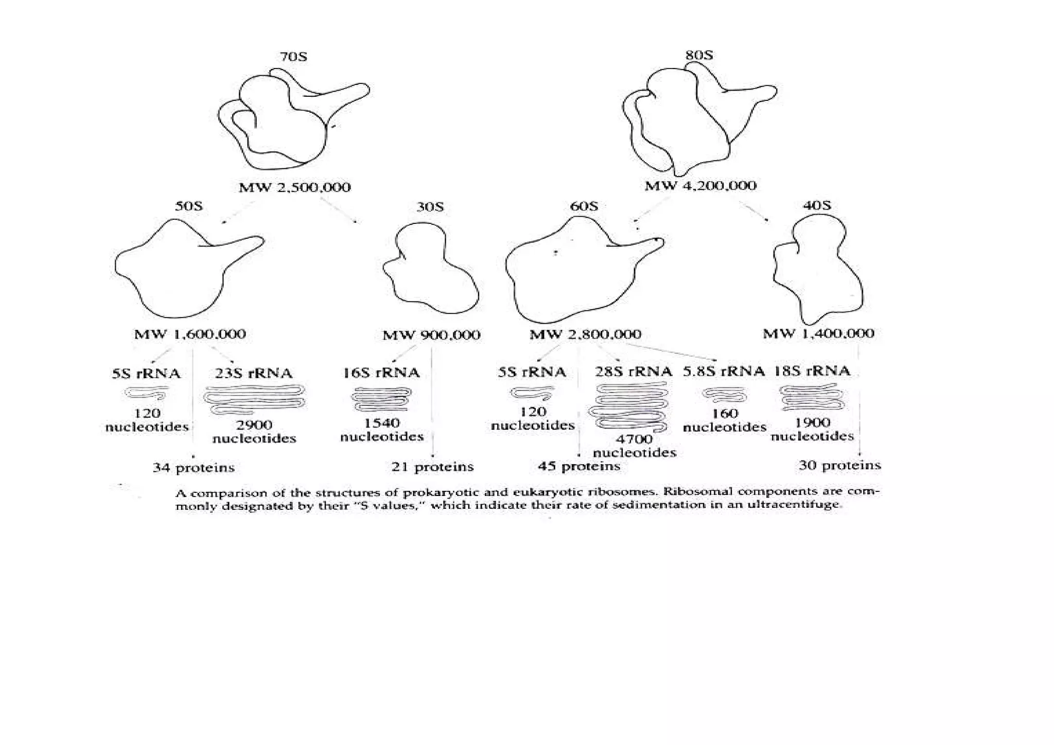 Ribosome structure and assembly | PDF