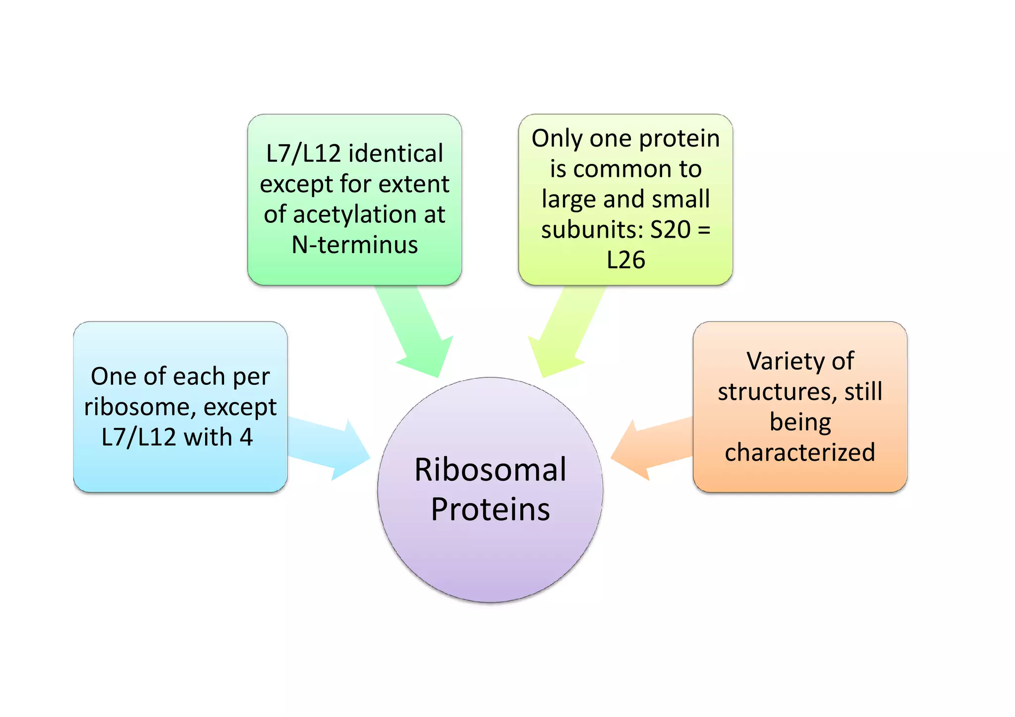 Ribosome structure and assembly | PDF