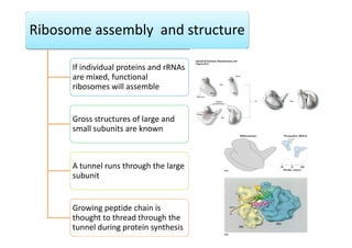 Ribosome structure and assembly | PDF