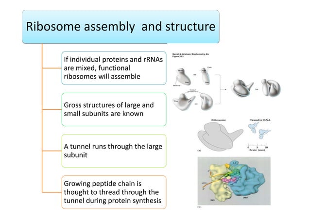 Ribosome structure and assembly | PDF | Biological Sciences | Science