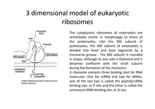 Ribosome structure and assembly | PDF