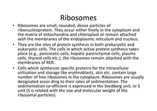 Ribosome structure and assembly | PDF | Biological Sciences | Science