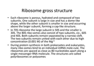 Ribosome structure and assembly | PDF