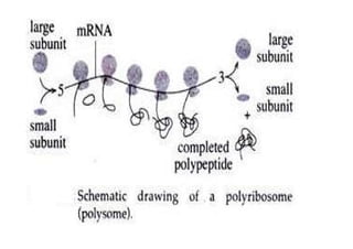 Ribosome structure and assembly | PDF
