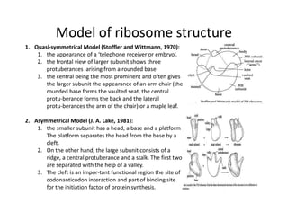 Ribosome structure and assembly | PDF