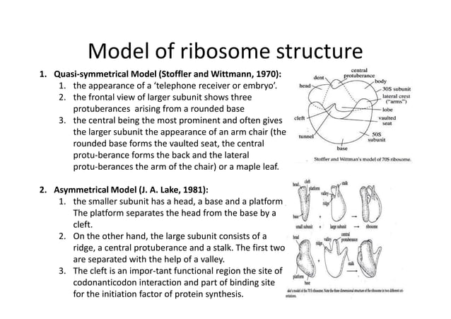 Ribosome structure and assembly | PDF | Biological Sciences | Science