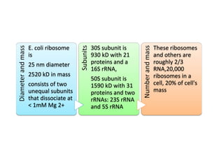 Ribosome structure and assembly | PDF