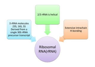 Ribosome structure and assembly | PDF