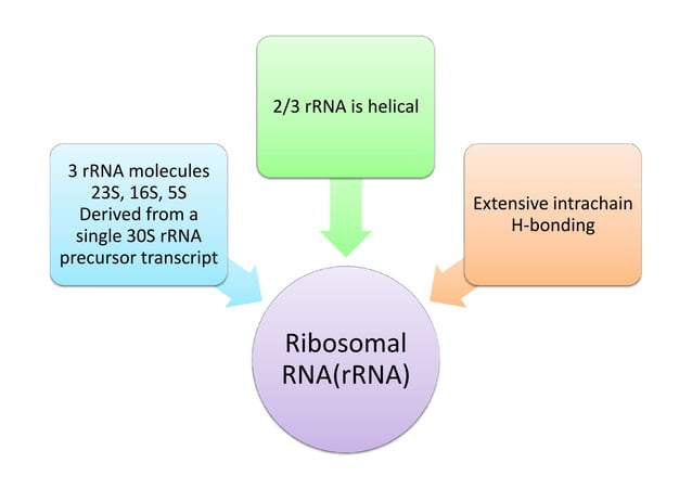 Ribosome structure and assembly | PDF | Biological Sciences | Science