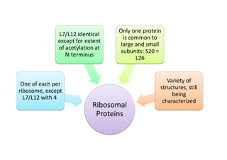 Ribosome structure and assembly | PDF