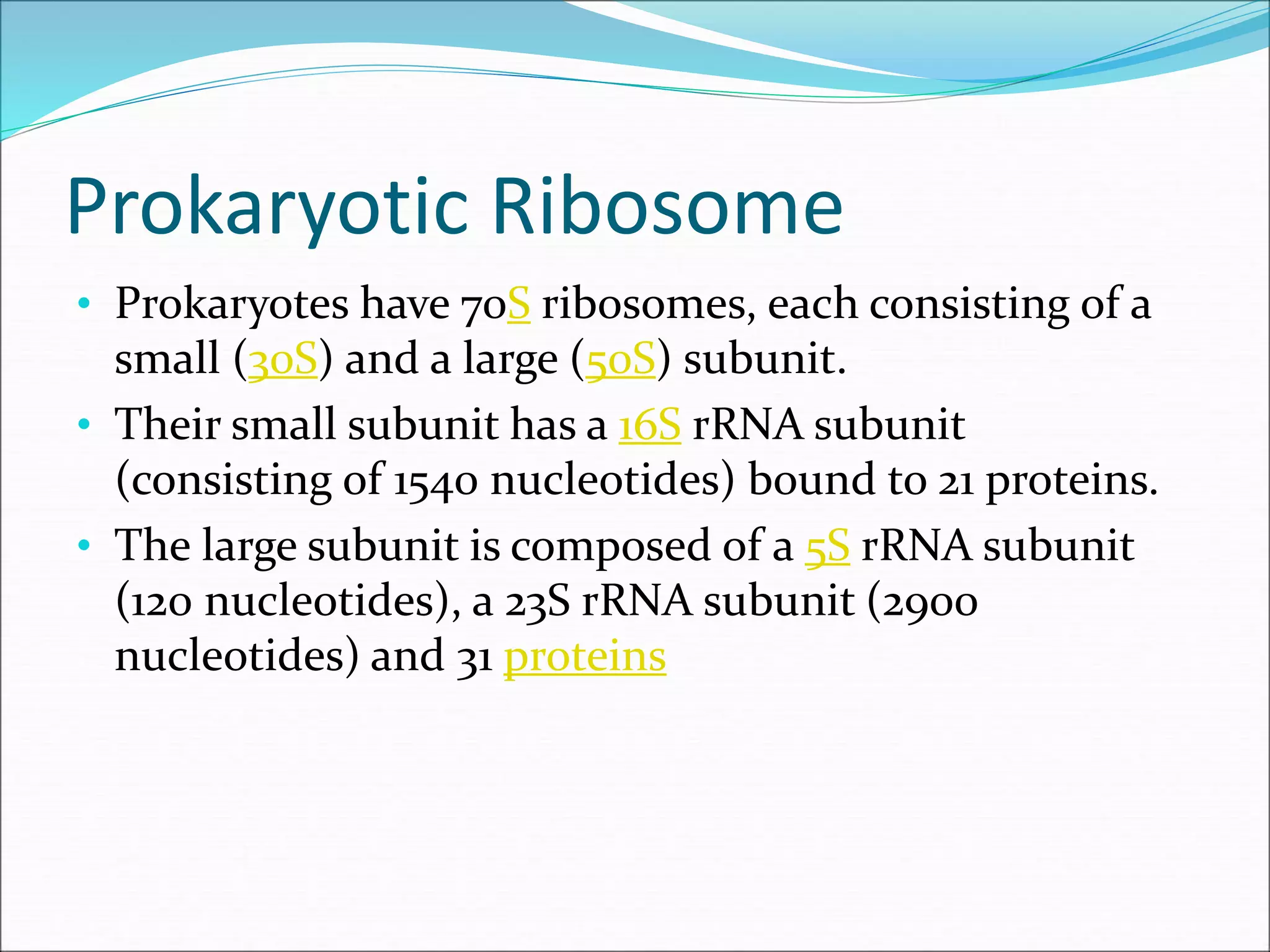 Ribosome ultra structure | PPT