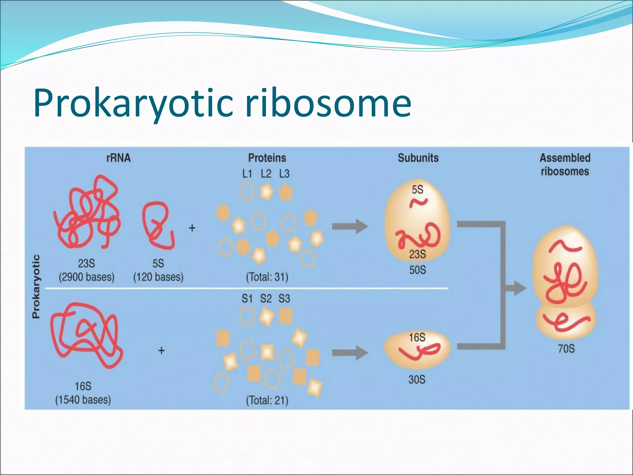 Ribosome ultra structure | PPT
