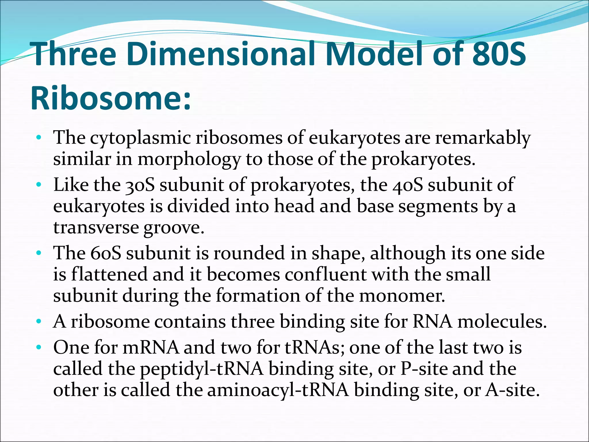Ribosome ultra structure | PPT