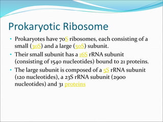Ribosome ultra structure | PPT