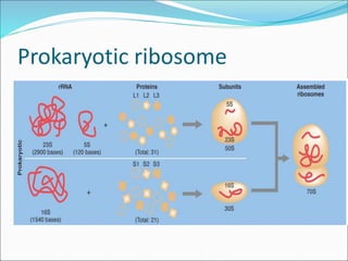 Ribosome ultra structure | PPT