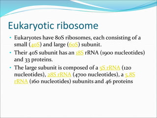 Ribosome ultra structure | PPT