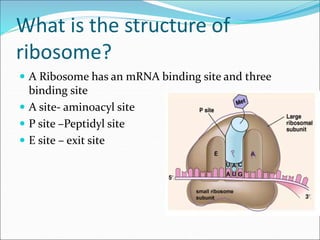 Eukaryotic Ribosome Structure