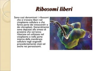 Ribosomi | PPT | Biological Sciences | Science