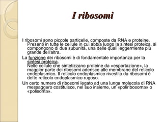 Ribosomi | PPT | Biological Sciences | Science