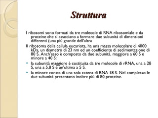 Ribosomi | PPT