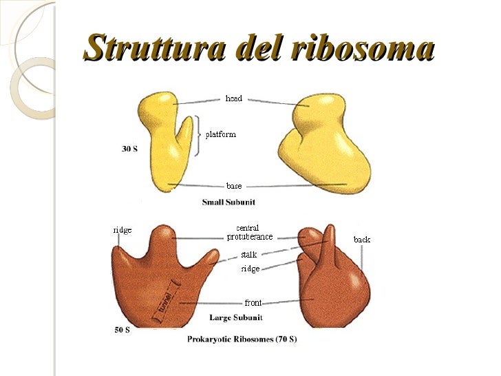Ribosomi