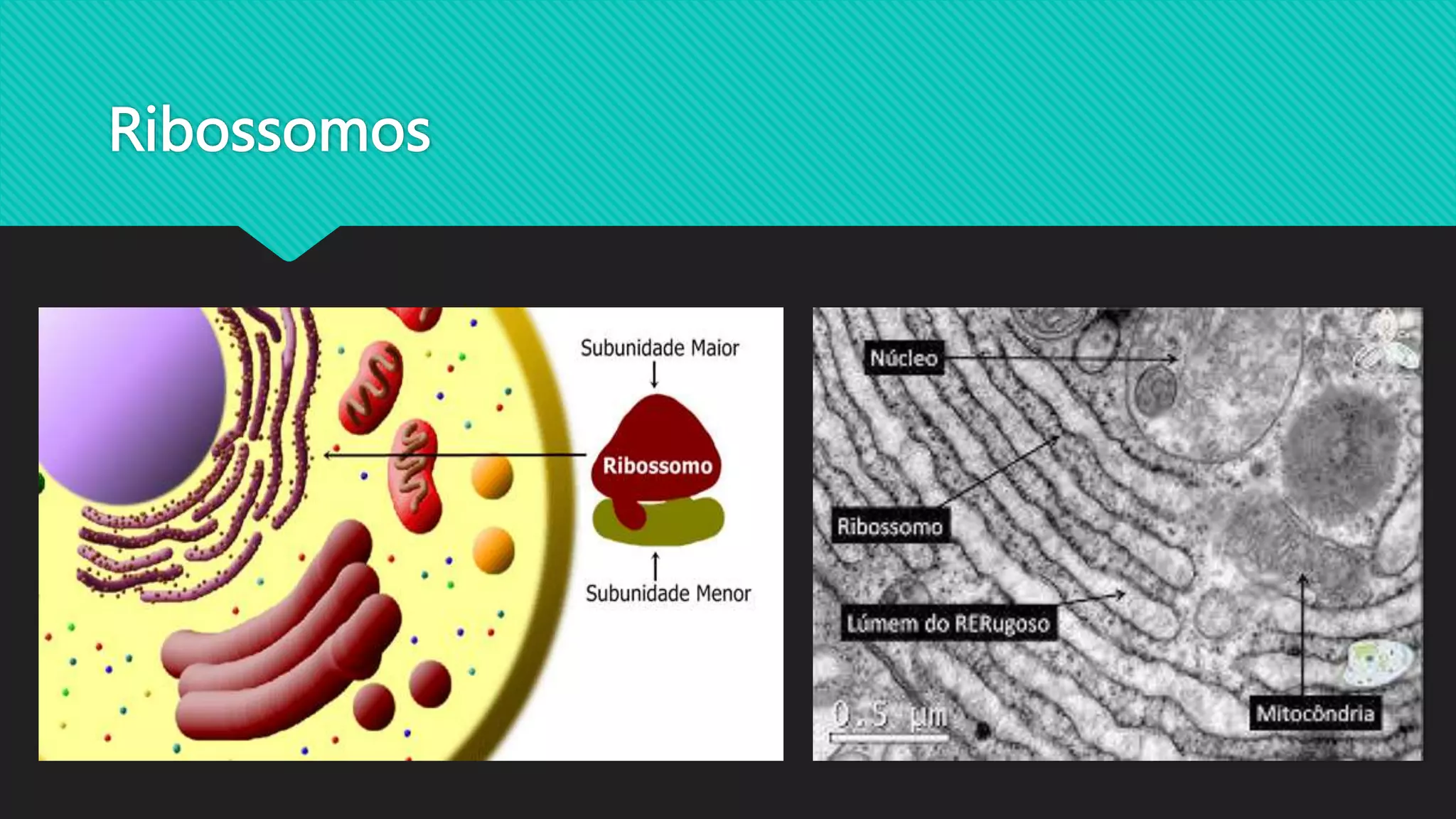 Ribossomos, Lisossomos e Peroxissomos ok.pptx