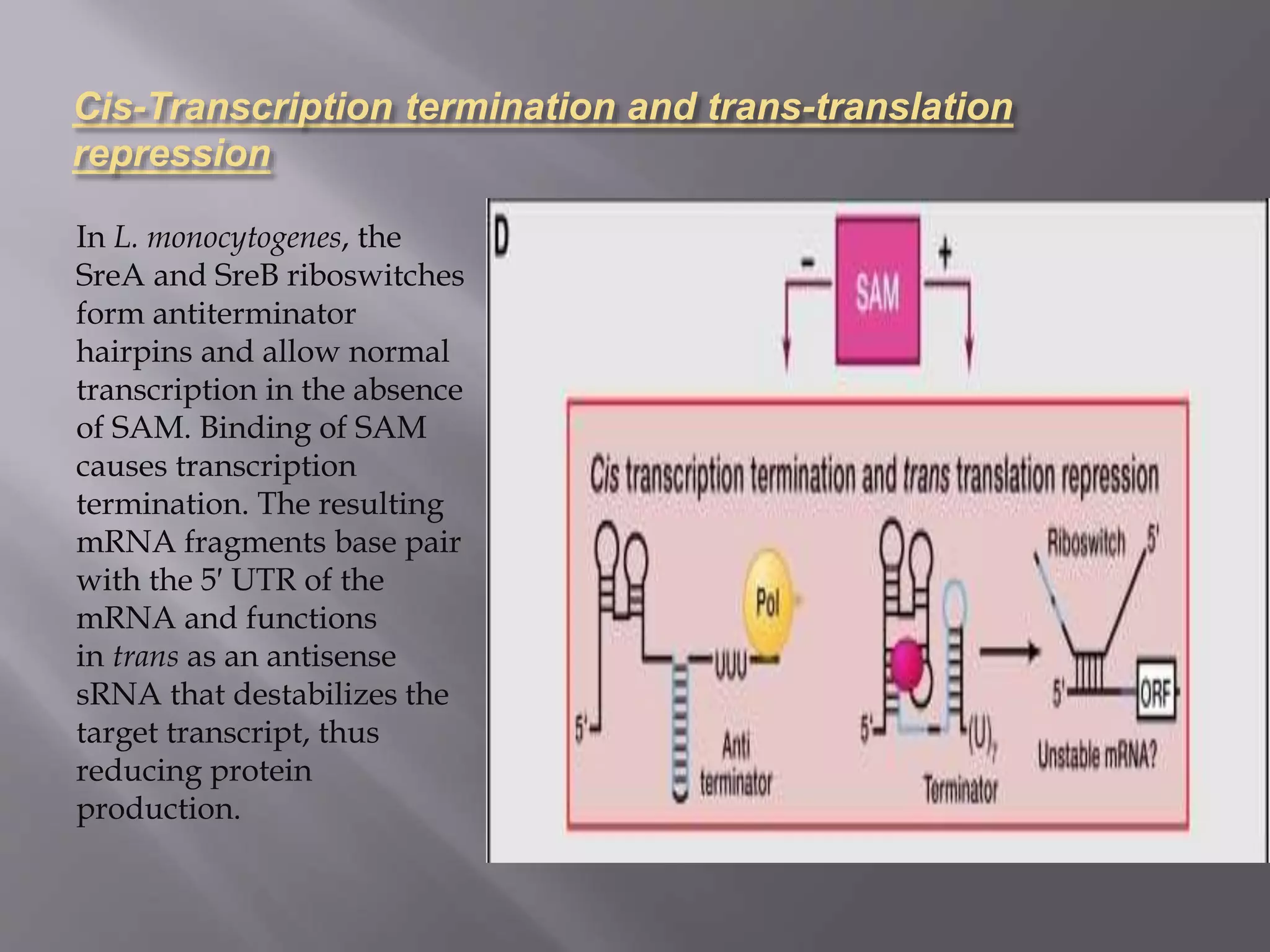 Riboswitches madiated regulaton | PPTX