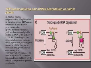 Riboswitches madiated regulaton | PPTX