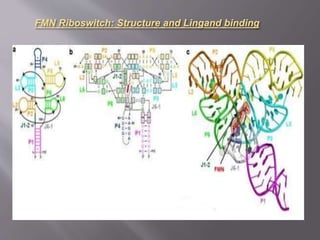 Riboswitches madiated regulaton | PPTX