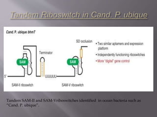 Riboswitches madiated regulaton | PPTX