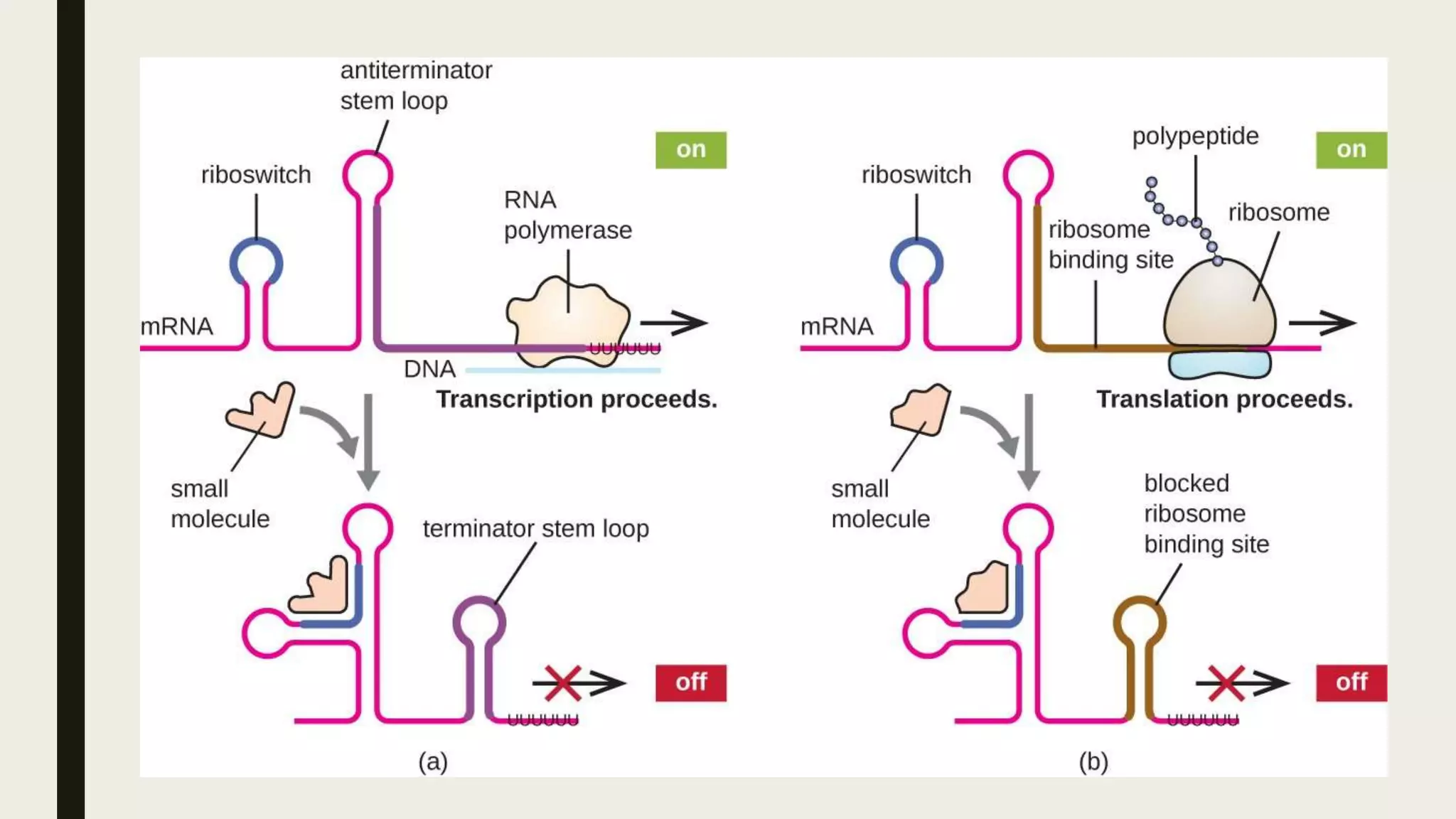 Riboswitches and riboswitches mediated regulation | PPTX