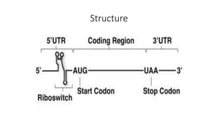 Riboswitches and RNA interference (RNAi) | PPTX